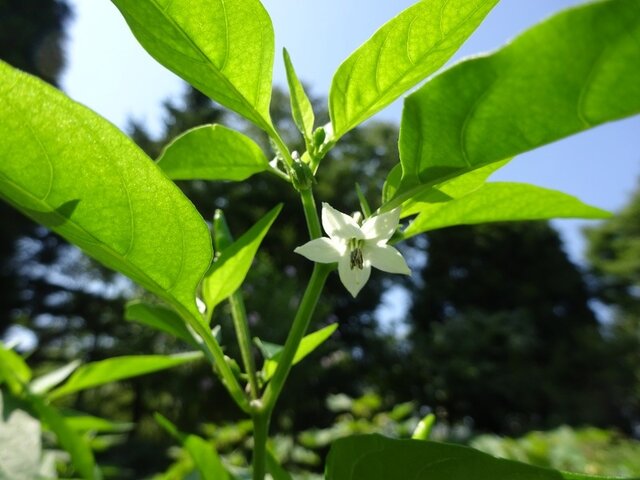 Fushimi pepper | Capsicum annuum var. longum | Flower Database