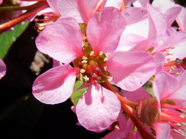 Bergenia | Bergenia stracheyi | Flower Database