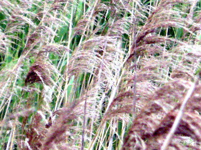 Phragmites australis | Phragmites australis | Flower Database