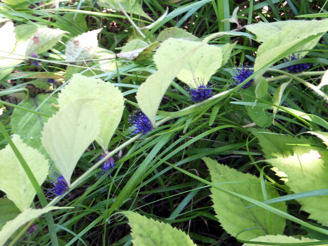 Veronicastrum villosulum | Veronicastrum villosulum) | Flower Database