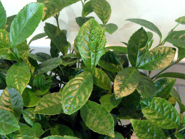 Chloranthus spicatus | Chloranthus spicatus | Flower Database