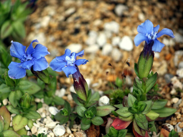 Spring gentian | Gentiana verna | Flower Database