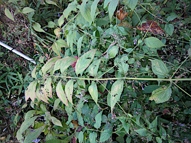 Isodon effusus | Isodon effusus | Flower Database