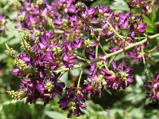 Callerya reticulata | Callerya reticulata | Flower Database