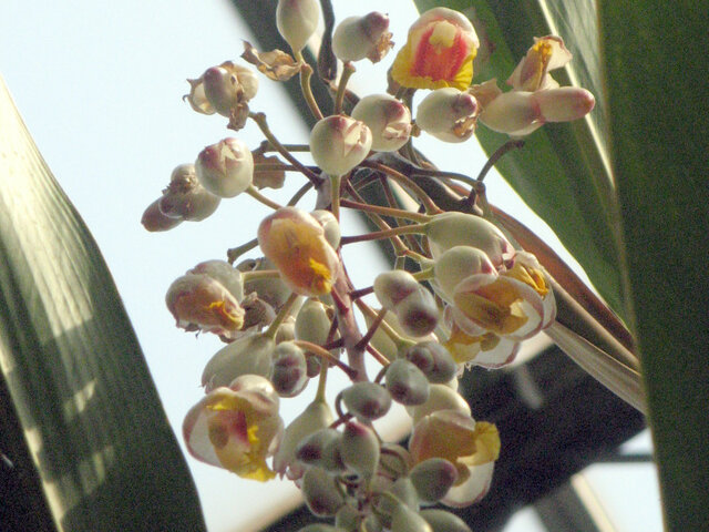 Alpinia zerumbet | Alpinia zerumbet | Flower Database