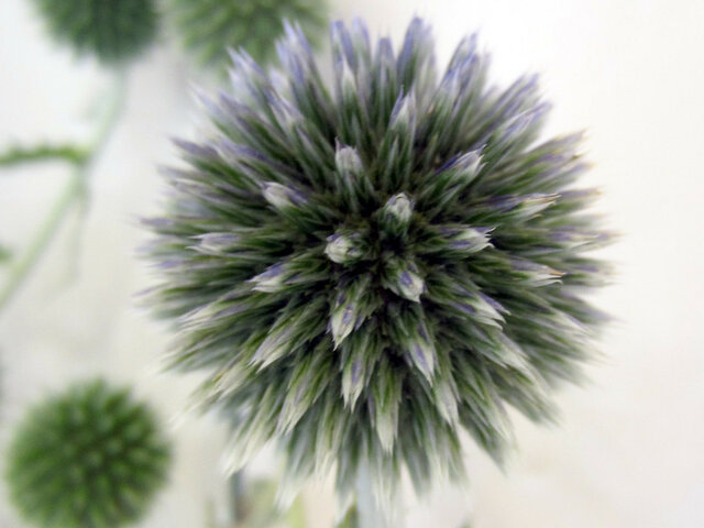 Echinops ritro | Echinops ritro | Flower Database