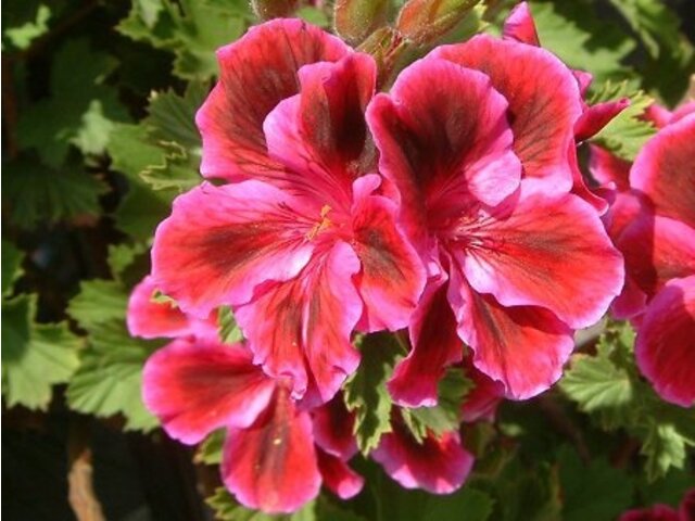 Pelargonium | Pelargonium grandiflorum hybrids | Flower Database