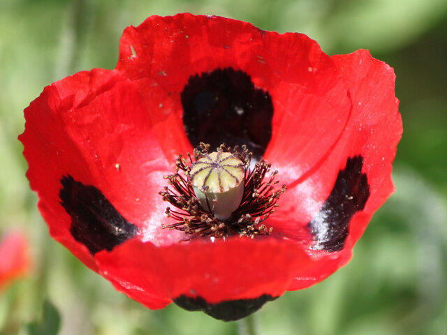 Ladybird Poppy | Papaver commutatum | Flower Database