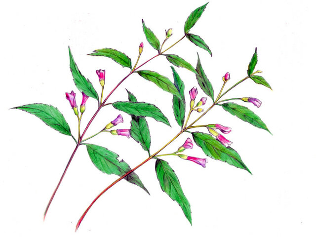 Isodon longitubus | Chelonopsis longipes | Flower Database