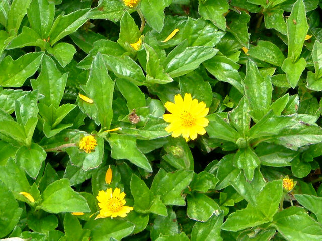 Trailing Wedelia | Sphagneticola trilobata | Flower Database