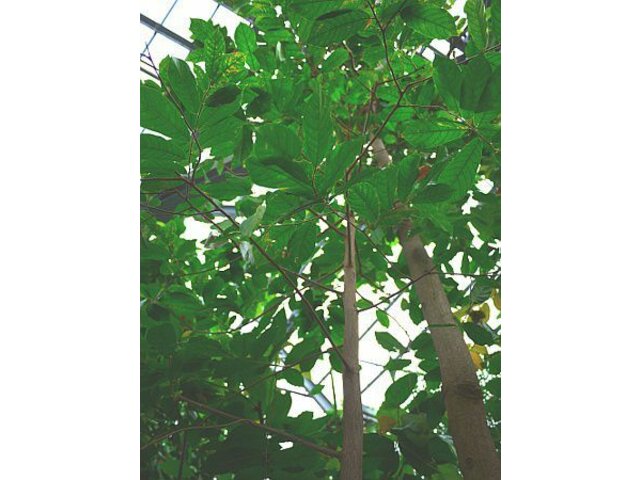 Antiaris toxicaria | Antiaris toxicaria | Flower Database