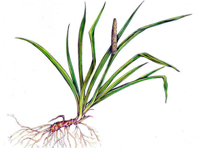 Acorus calamus | Acorus calamus | Flower Database