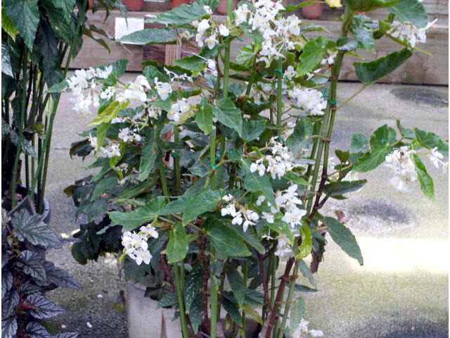 Begonia 'White Beach' | Begonia cv. white beach | Flower Database