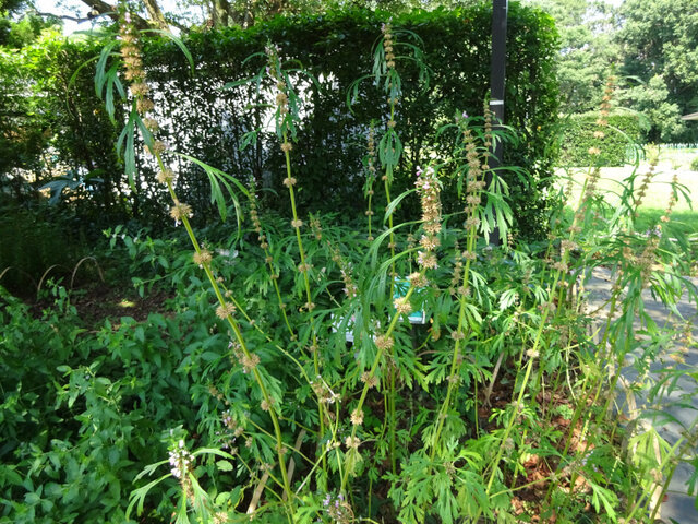 Leonurus japonicus | Leonurus japonicus | Flower Database