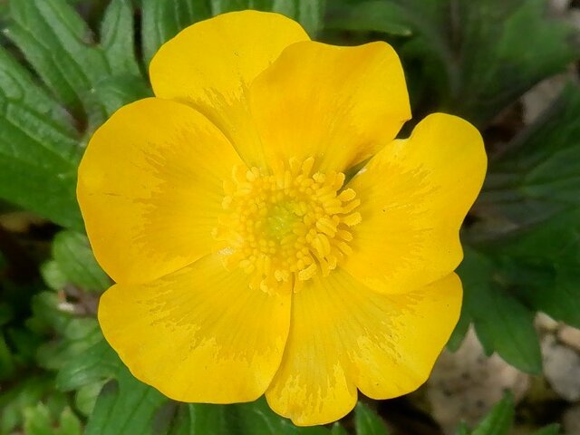 Ranunculus acris | Ranunculus acris var. nipponicus | Flower Database