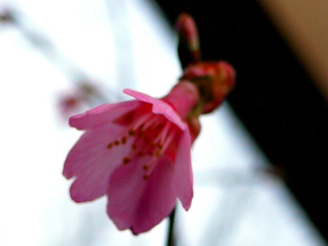 Okame-zakura | Prunus incamp 'okame' | Flower Database