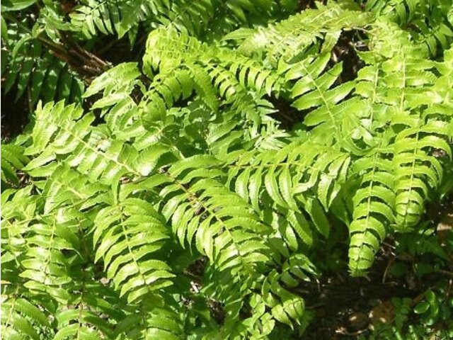 Diplazium esculentum | Diplazium esculentum | Flower Database