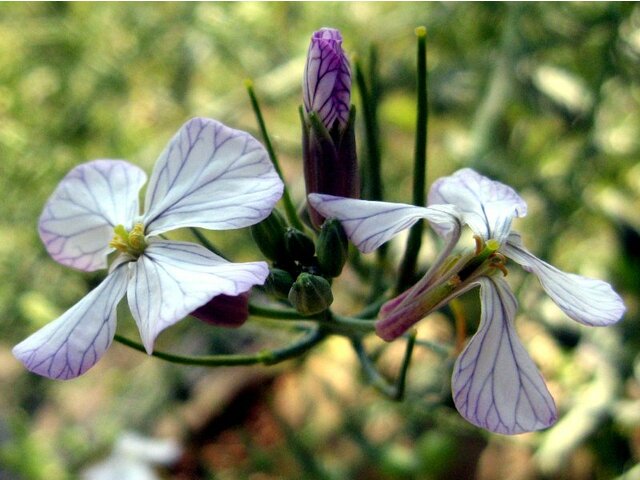 Sakurajima daikon | Raphanus sativus cv. sakurajima | Flower Database