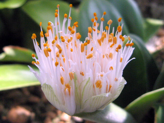 Haemanthus albiflos | Haemanthus albiflos | Flower Database