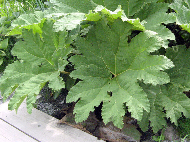 Gunnera manicata | Gunnera manicata | Flower Database