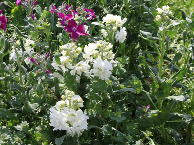 Stock 'Baby siries' | Matthiola incana 'Baby series' | Flower Database