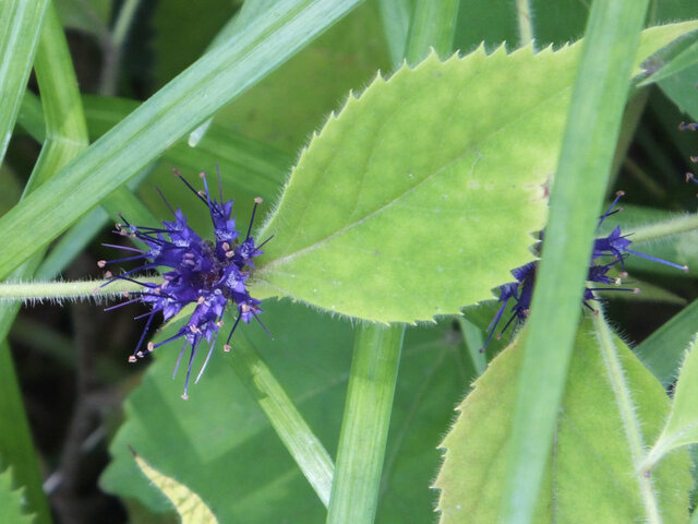 Veronicastrum villosulum | Veronicastrum villosulum) | Flower Database