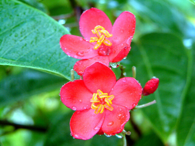 Jatropha integerrima | Jatropha integerrima | Flower Database