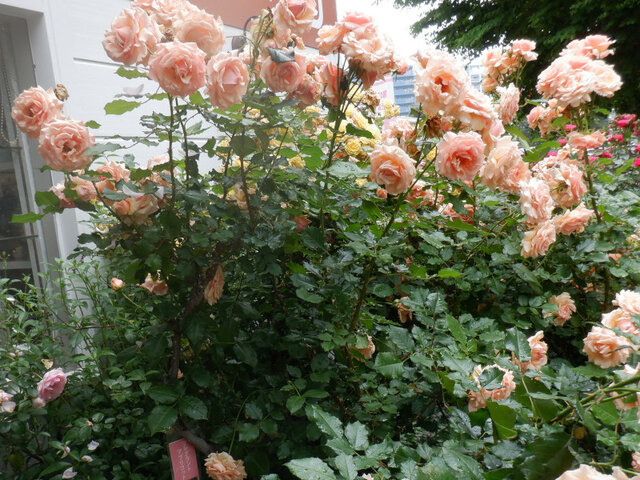 Rose 'Fragrant Apricot' | Rose 'Fragrant Apricot | Flower Database