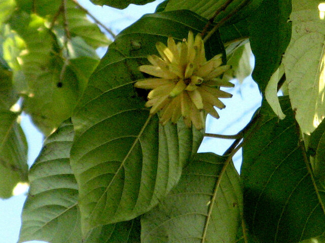 drought Lotus tree | Camptotheca acuminata | Flower Database