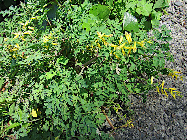 Corydalis | Corydalis heterocarpa var. japonica | Flower Database