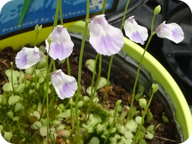 Utricularia Livida