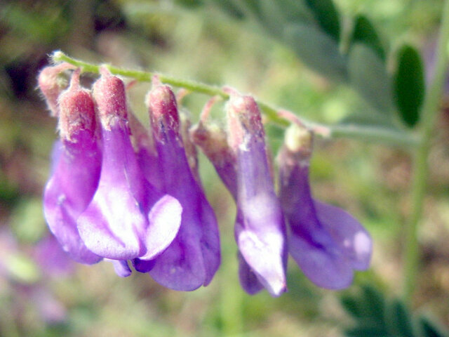 Vicia amoena | Vicia amoena | Flower Database