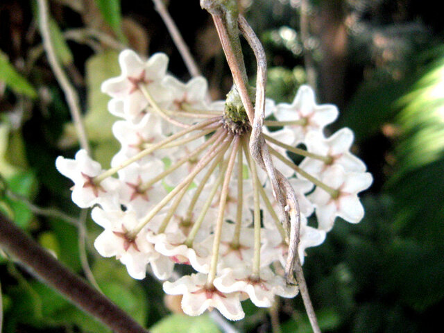 Hoya carnosa | Hoya carnosa | Flower Database