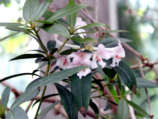 Rhododendron vireya | Rhododendron vireya | Flower Database