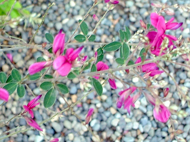 Bush clover | Lespdeza. | Flower Database