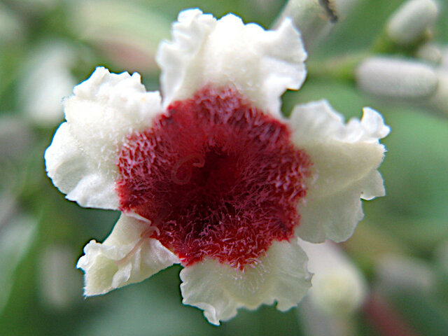Paederia foetida | Paederia scandens | Flower Database