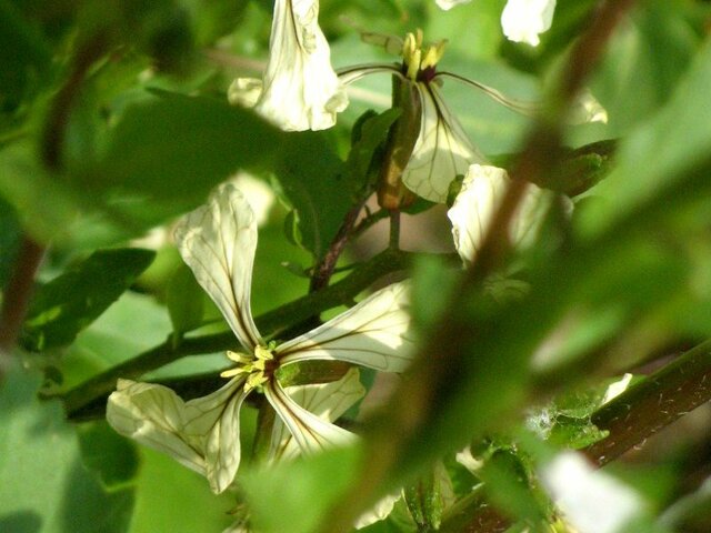 Eruca vesicaria | Eruca vesicaria | Flower Database
