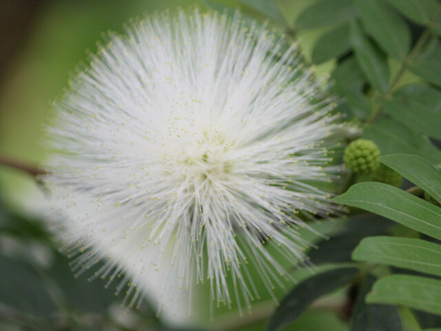White powder puff | Calliandra haematocephala 'alba' | Flower Database