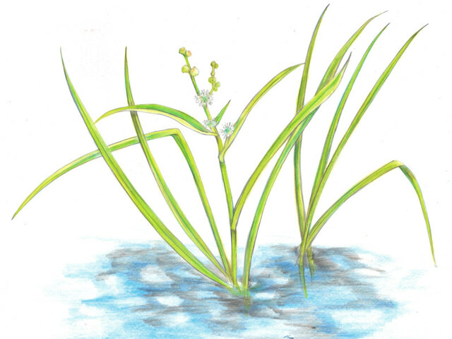 Bur reed | Sparganium erectum | Flower Database