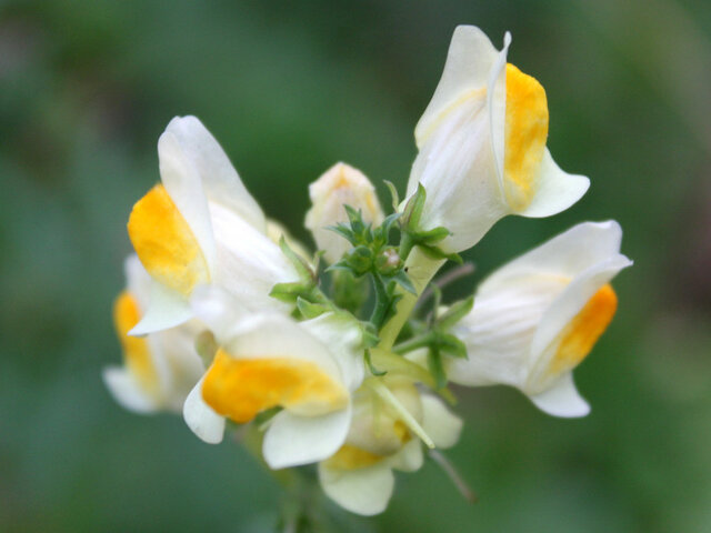 Linaria vulgaris | Linaria vulgaris | Flower Database