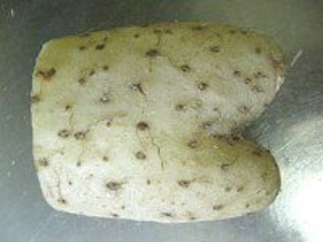 Dioscorea batatas | Dioscorea batatas | Flower Database