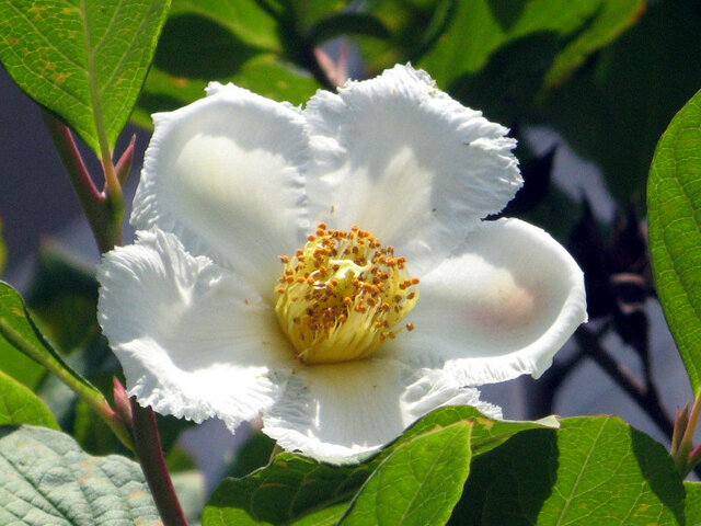 Stewartia pseudocamellia | Stewartia pseudocamellia | Flower Database