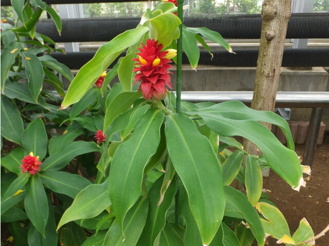 Cotus barbatus | Cotus barbatus | Flower Database