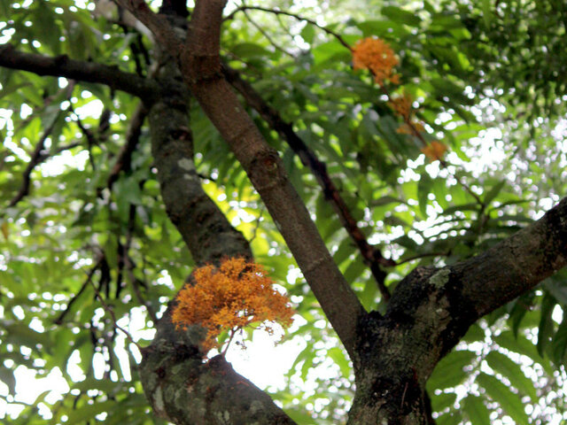 Saraca thaipingensis | Saraca thaipingensis | Flower Database