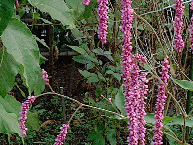 Polygonum orientale | Polygonum orientale | Flower Database