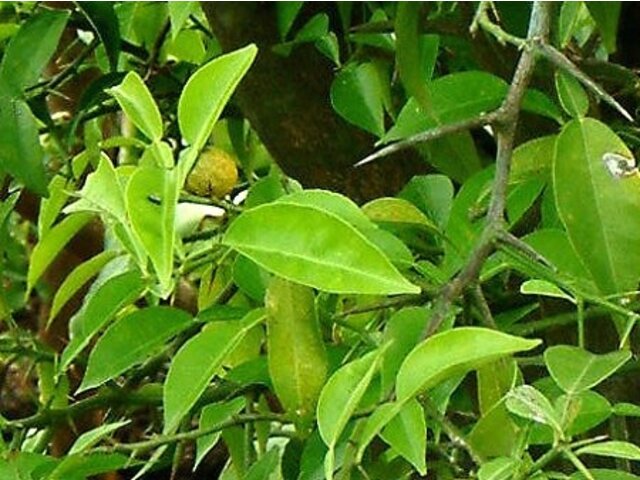 Yuzu | Citrus junos | Flower Database