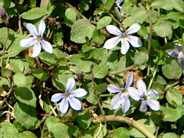 Isotoma fluviatilis | Isotoma fluviatilis | Flower Database