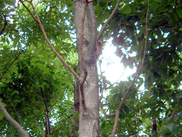 Griffith's Ash | Fraxinus griffithii | Flower Database