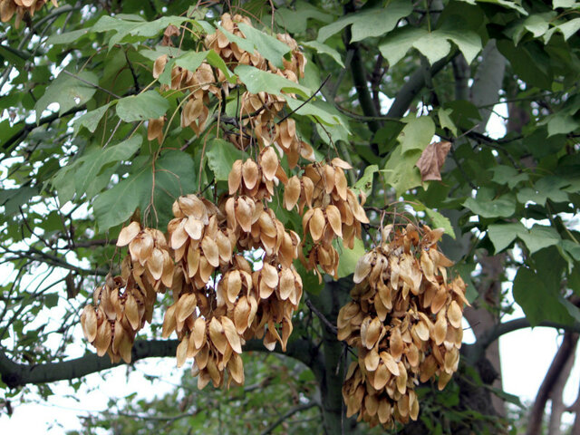 Firmiana simplex | Firmiana simplex | Flower Database