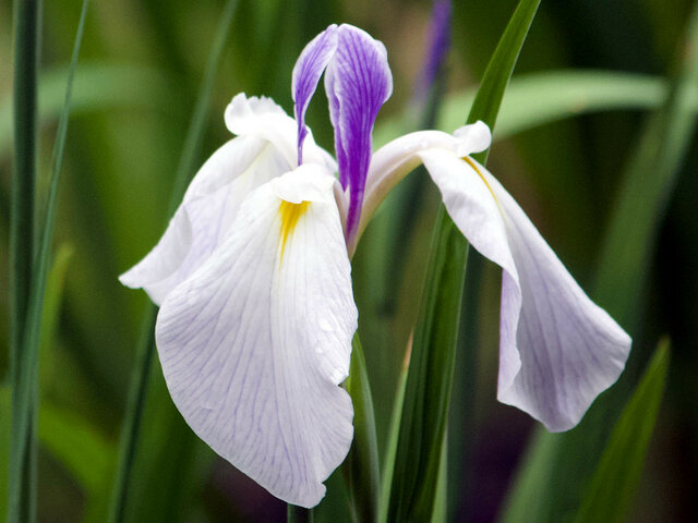 Japanese Iris list | Flower Database